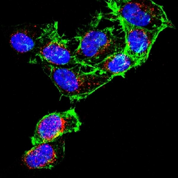 Anti-DNA-RNA Hybrid Antibody, clone S9.6 | MABE1095